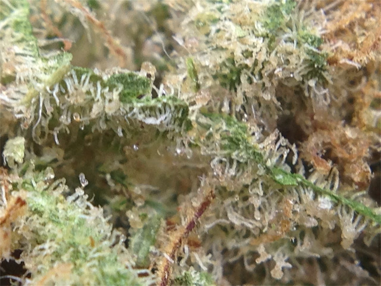 Dream Beaver Weed Strain Information | Leafly