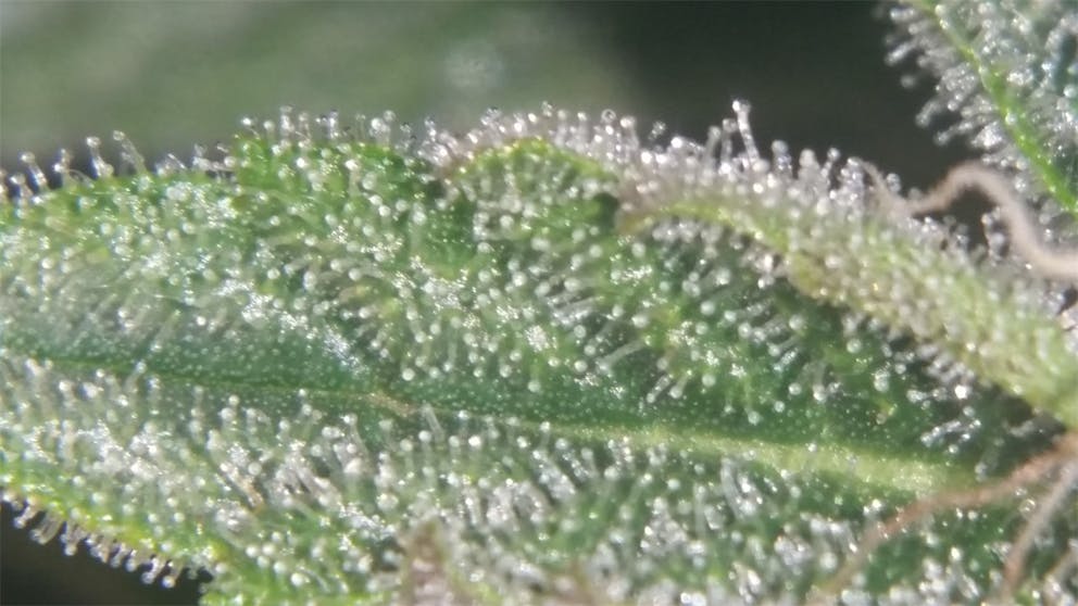 Photos of Dream Lotus Weed Strain Buds | Leafly