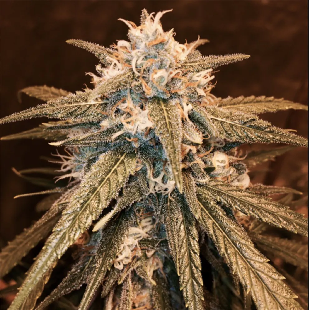 Photos of Dream Queen Weed Strain Buds | Leafly