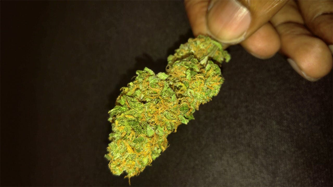 Drizella Weed Strain Information | Leafly