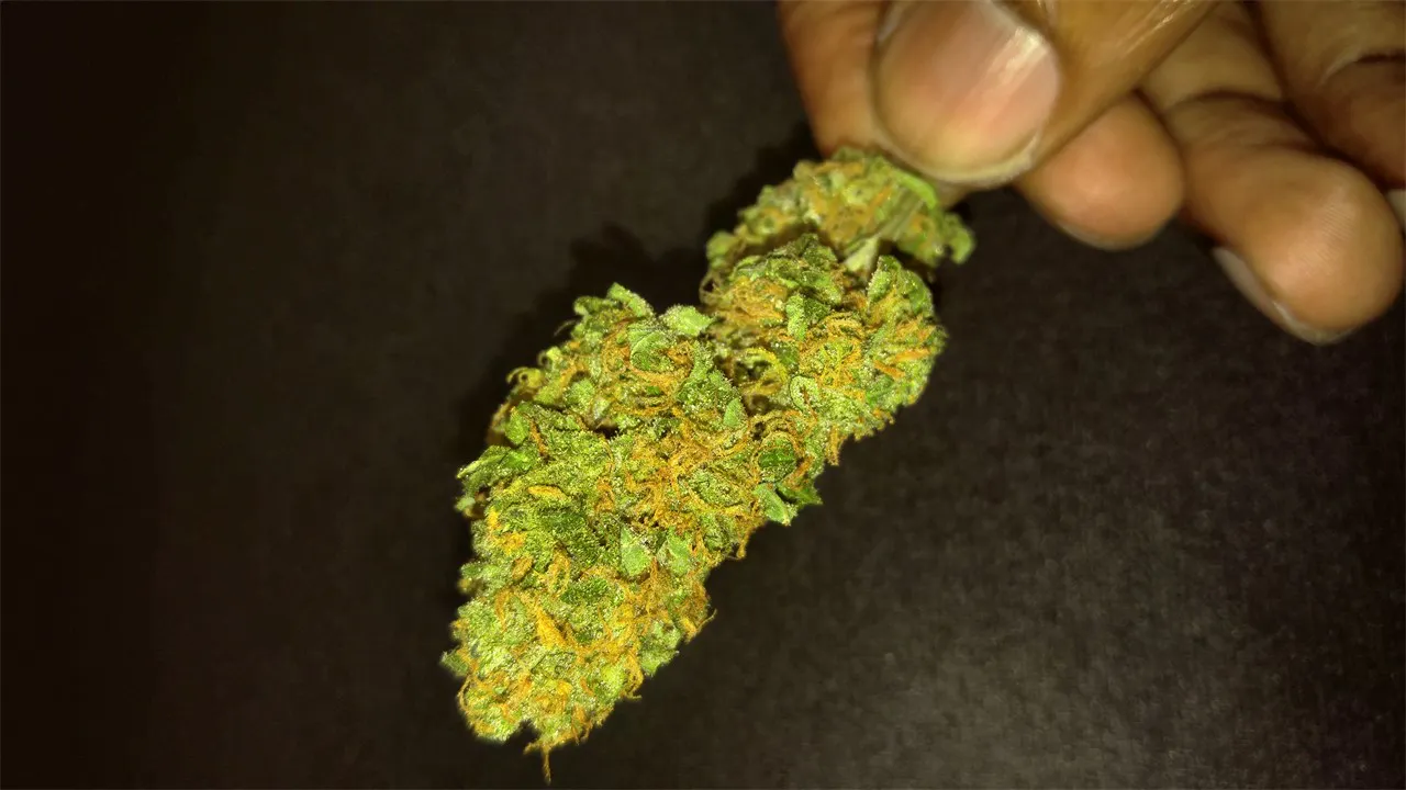 Photos of Drizella Weed Strain Buds | Leafly