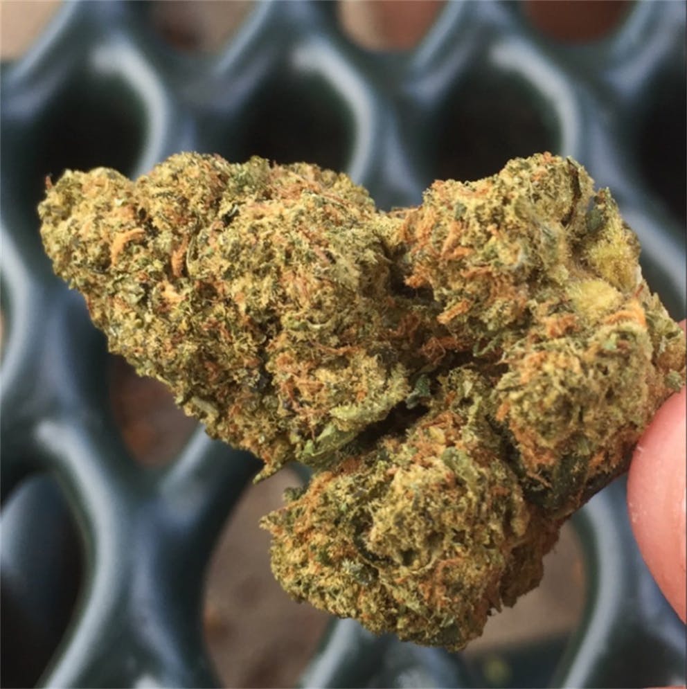 Photos of Durban Cheese Weed Strain Buds | Leafly