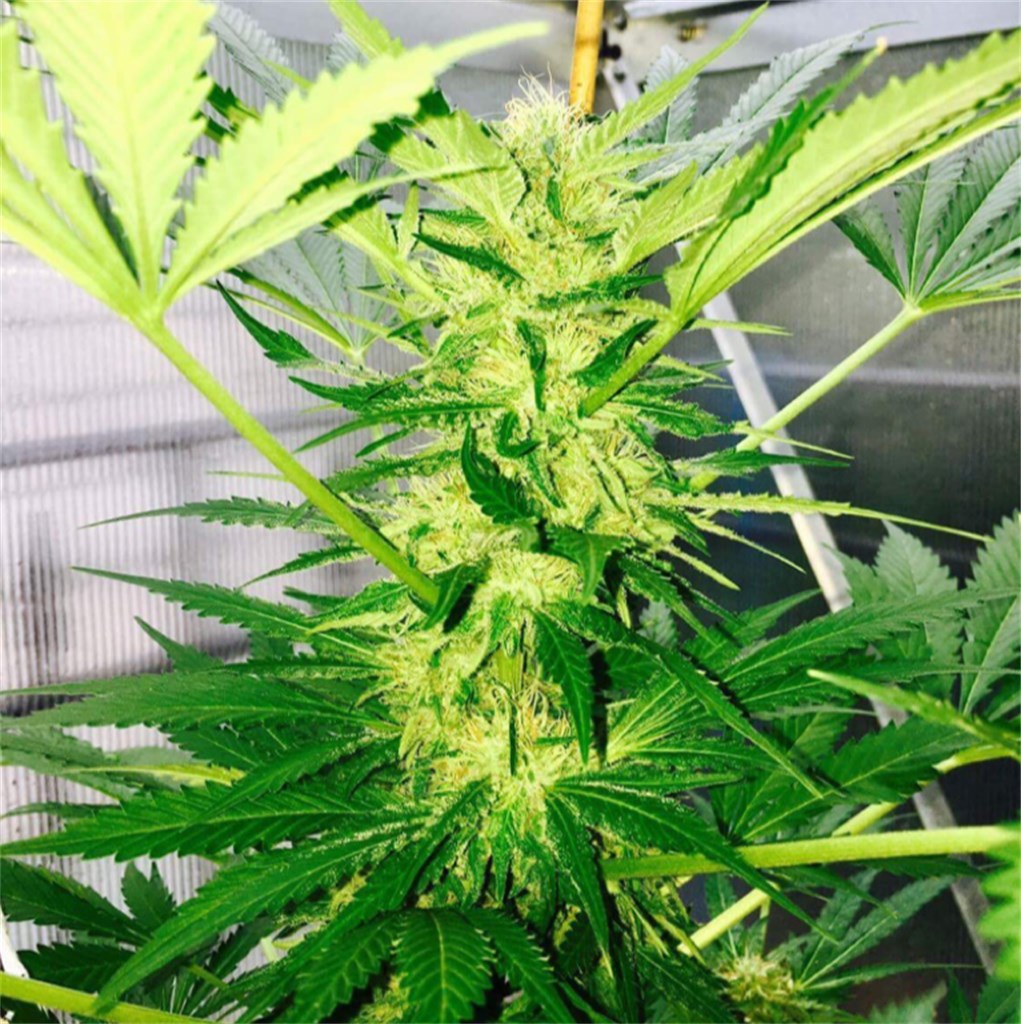 Photos of Durban Poison Weed Strain Buds | Leafly