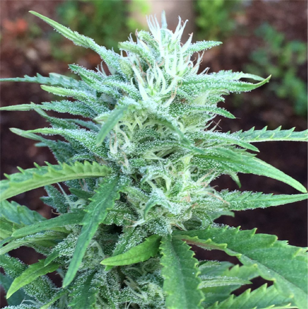 Photos of Durban Poison Weed Strain Buds | Leafly