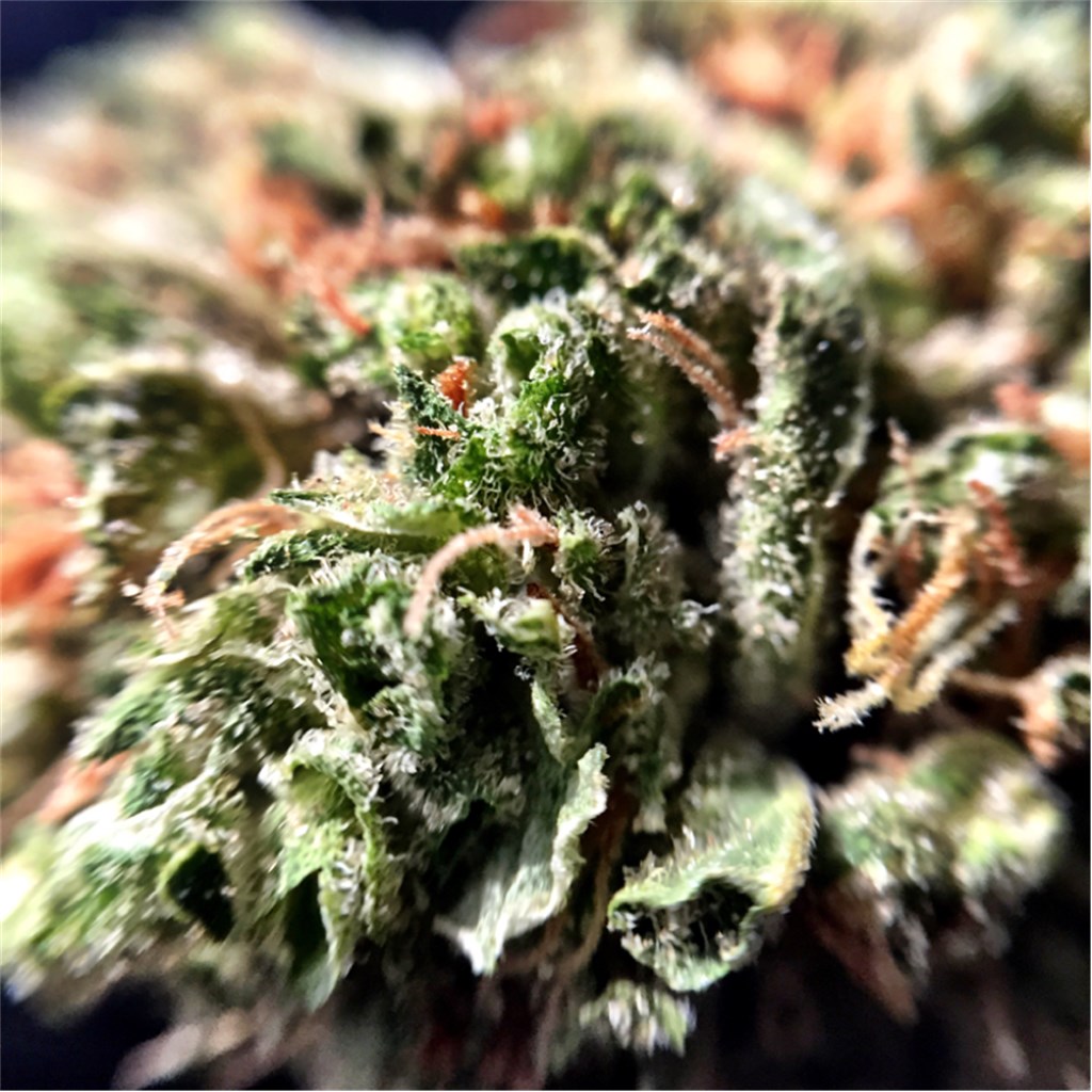 Photos of Durban Poison Weed Strain Buds | Leafly