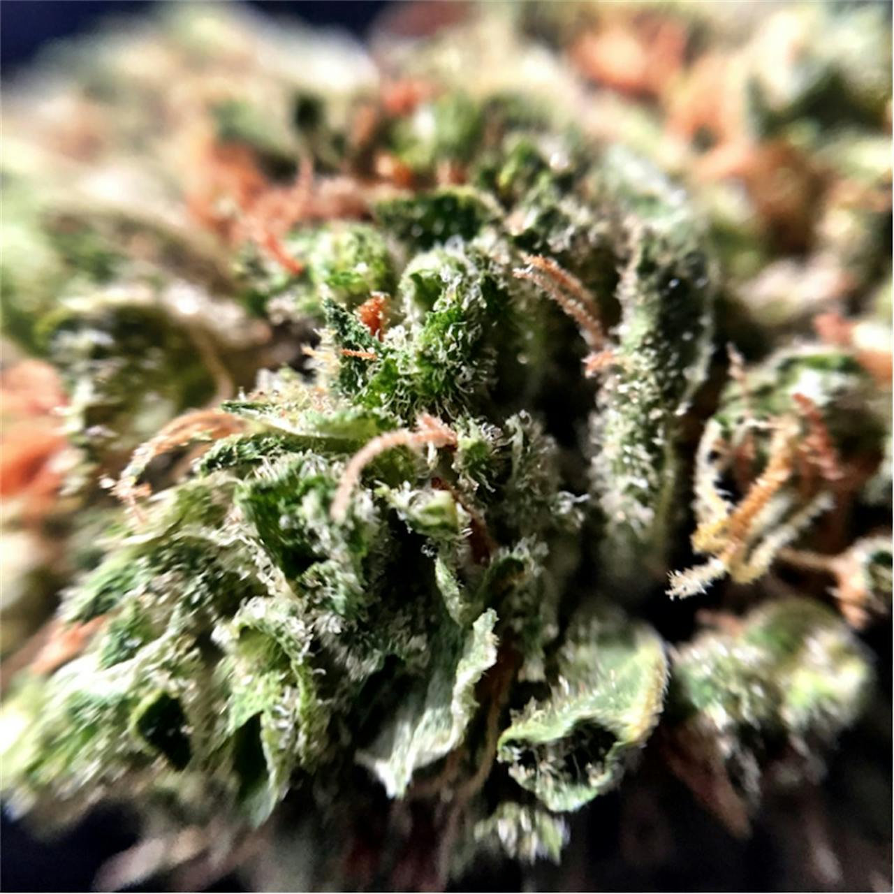 Photos of Durban Poison Weed Strain Buds | Leafly