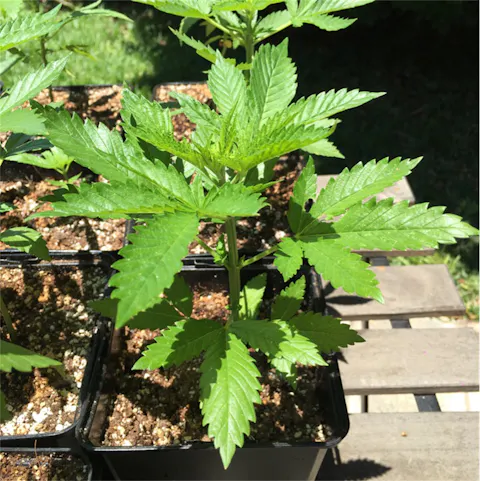 Dutch Dragon Weed Strain Information | Leafly