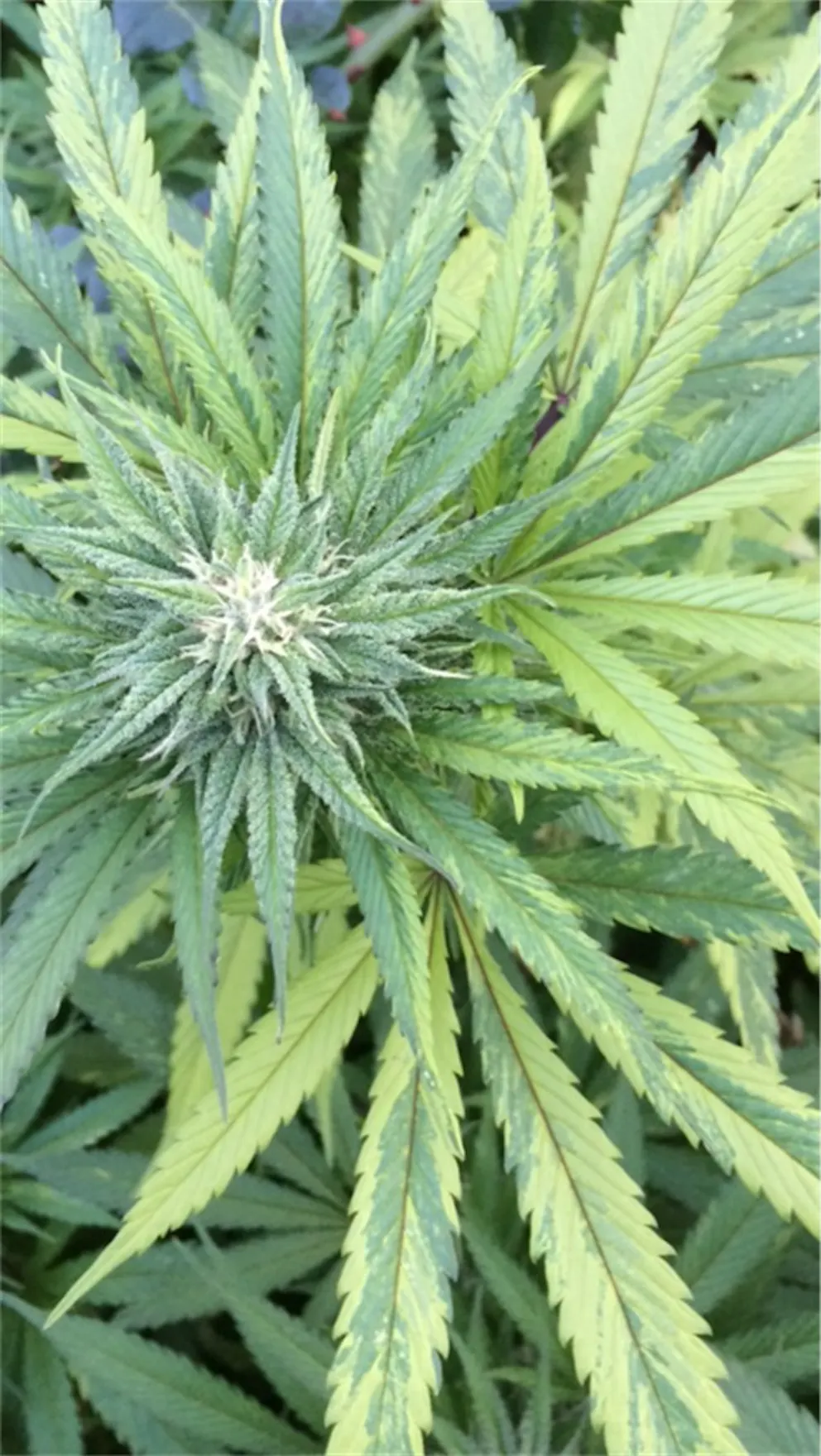 Photos of Dutch Hawaiian Weed Strain Buds | Leafly