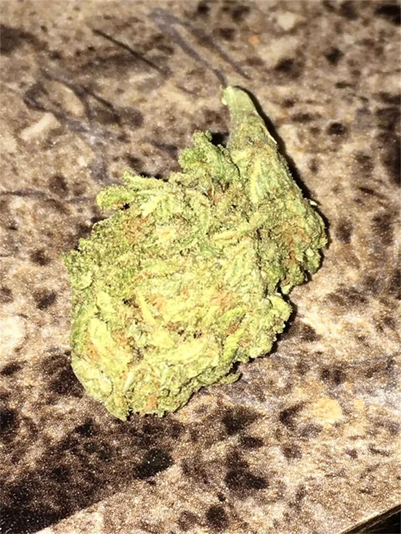 Photos of Dutch Queen Weed Strain Buds | Leafly