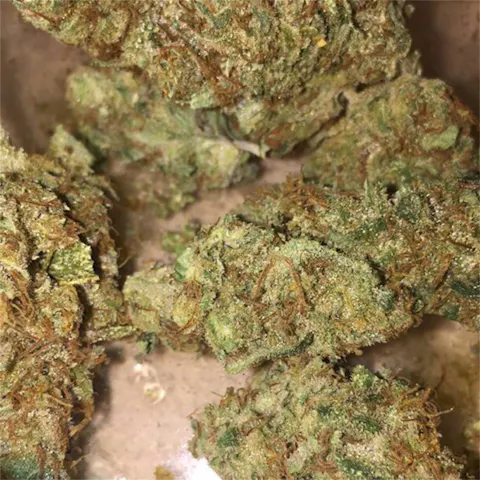 Dutch Treat Haze Weed Strain Information | Leafly