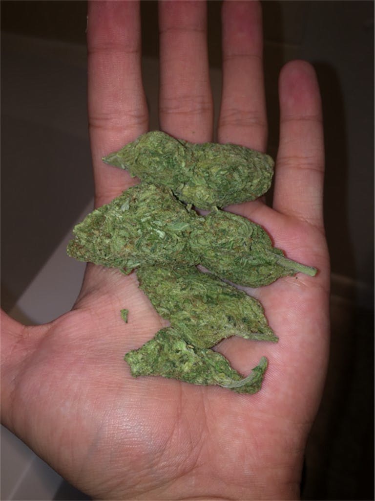 Photos Of Early Skunk Weed Strain Buds Leafly