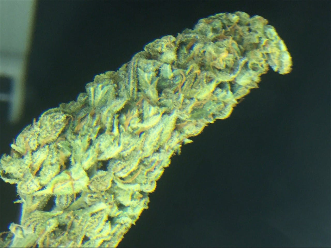 ECSD aka East Coast Sour Diesel Weed Strain Information | Leafly