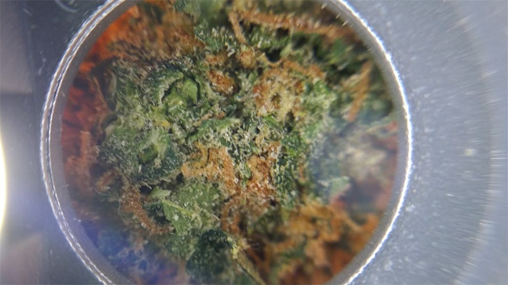 Photos of Emerald Jack Weed Strain Buds | Leafly