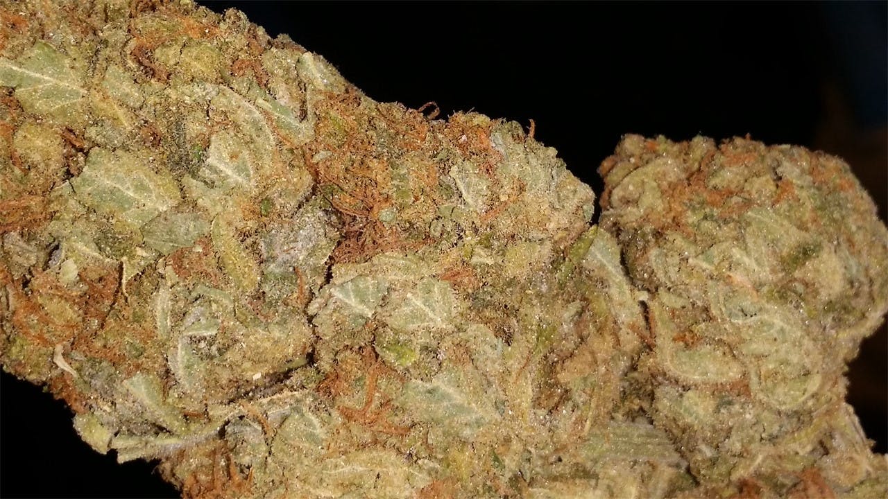 Photos of Exodus Cheese Weed Strain Buds | Leafly