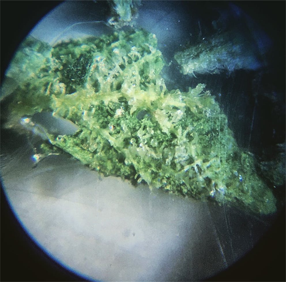 Photos of Exodus Cheese Weed Strain Buds | Leafly