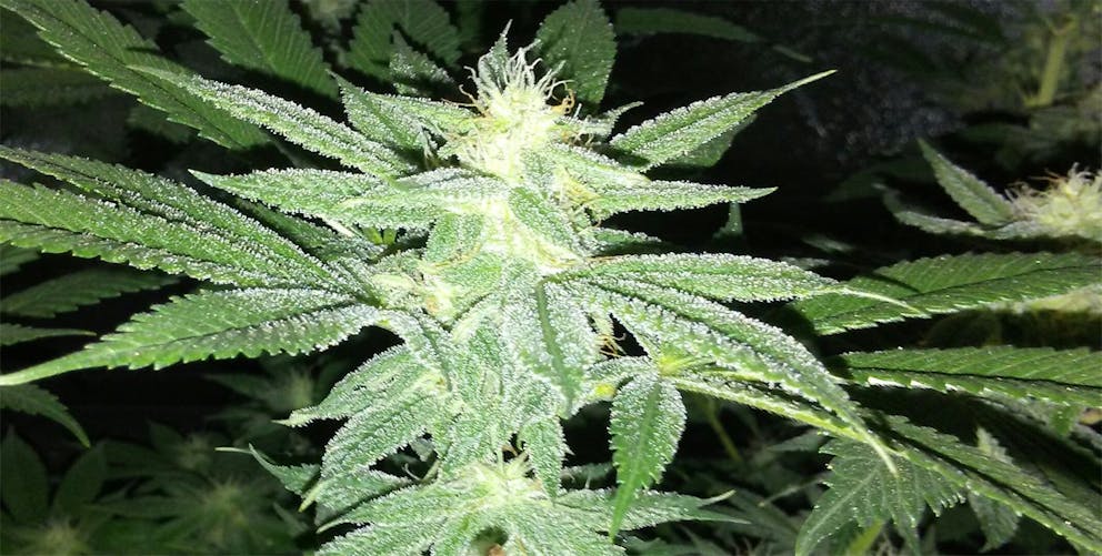 Photos of Fire Alien Kush Weed Strain Buds | Leafly