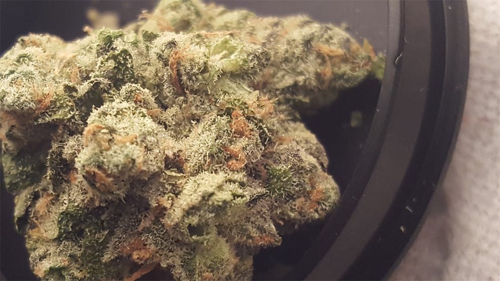 Photos of Flo OG Weed Strain Buds | Leafly