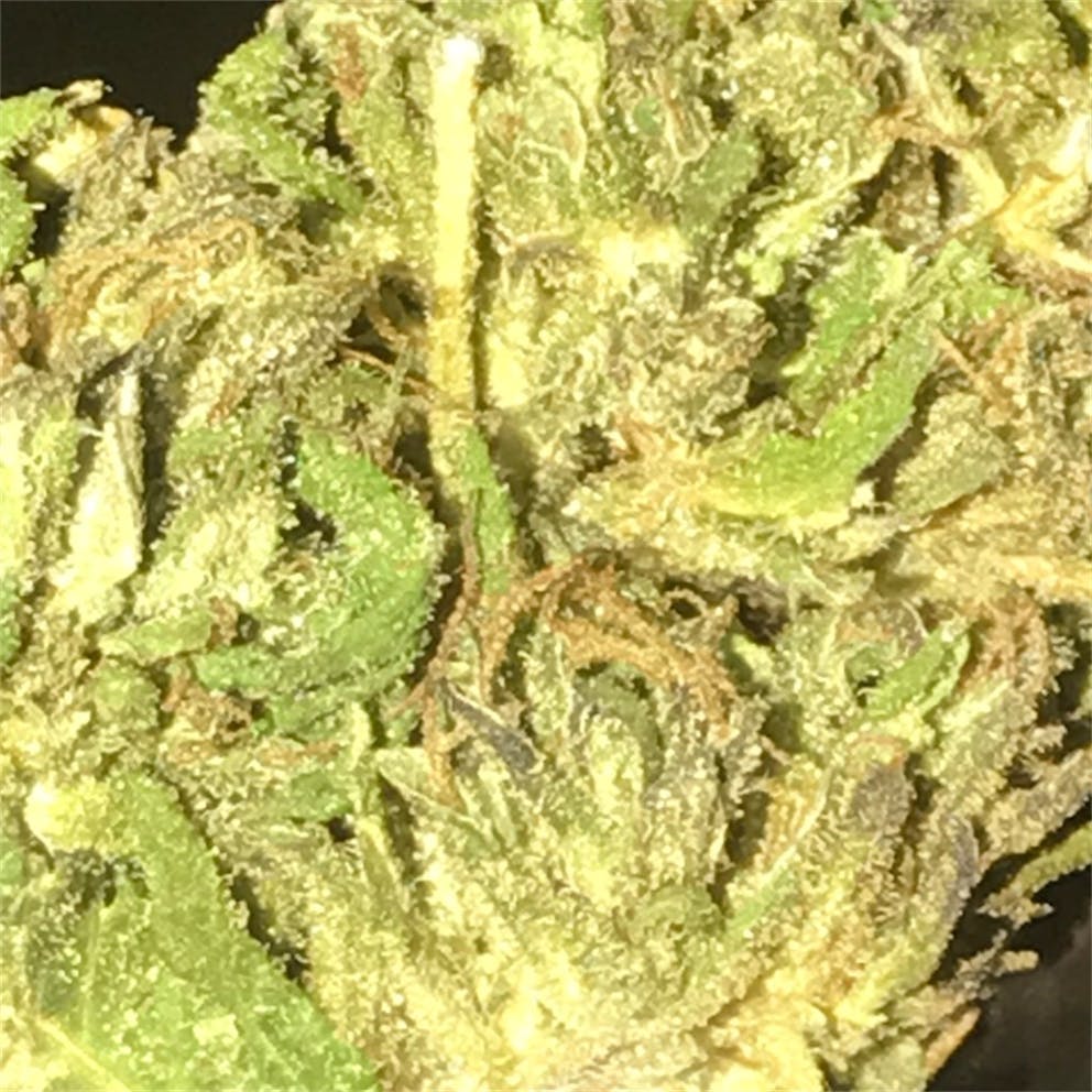 Photos of Freezeland Weed Strain Buds | Leafly