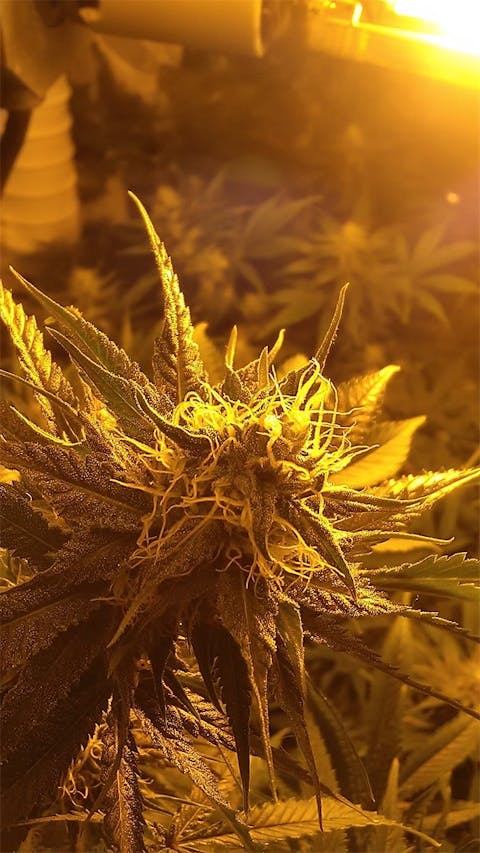 Freezeland Weed Strain Information | Leafly