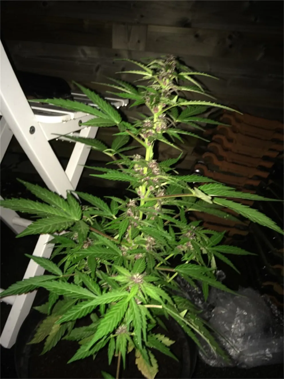 Photos of Frisian Dew Weed Strain Buds | Leafly