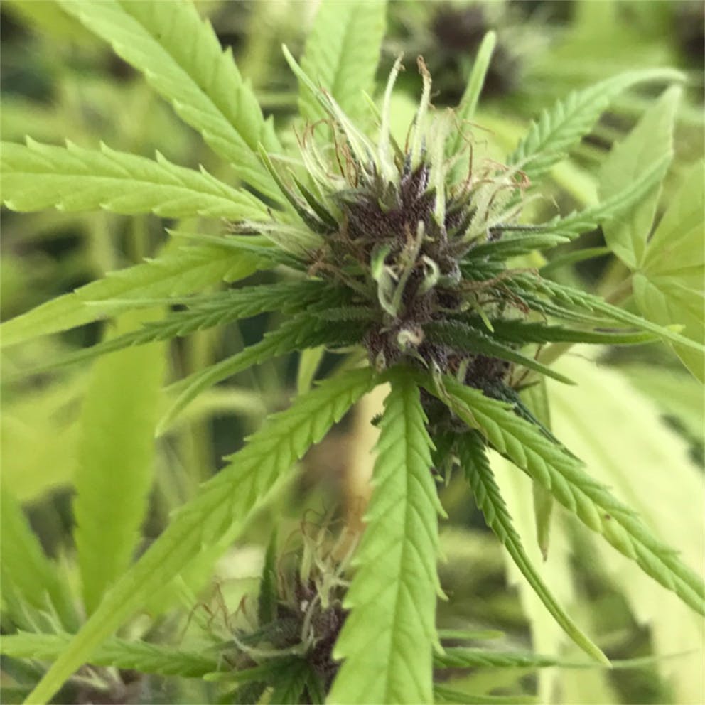 Photos of Frisian Dew Weed Strain Buds | Leafly