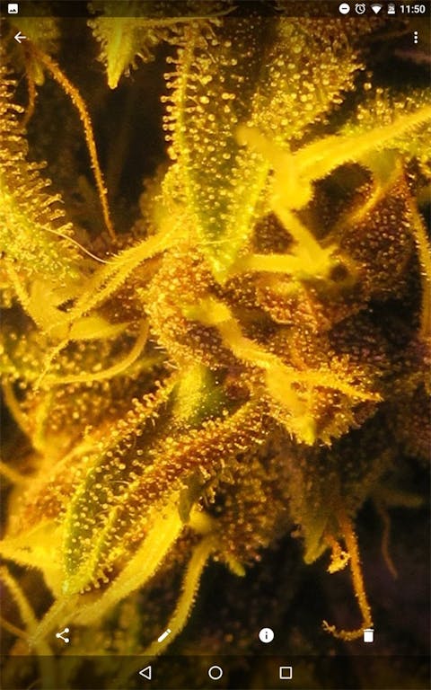 Frisian Duck Weed Strain Information | Leafly