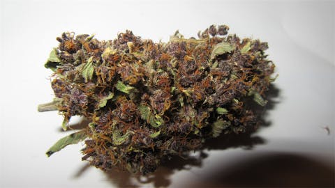 Frisian Duck Weed Strain Information | Leafly