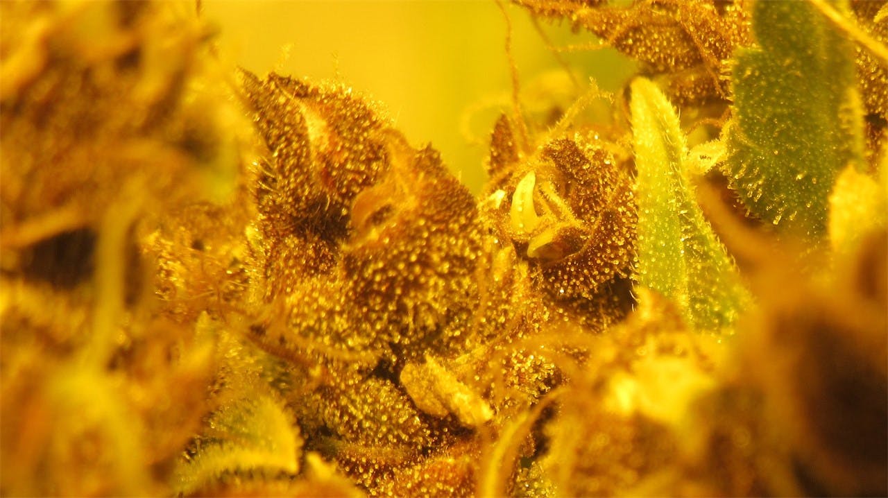Frisian Duck Weed Strain Information | Leafly