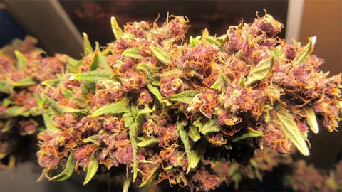 Frisian Duck Weed Strain Information | Leafly