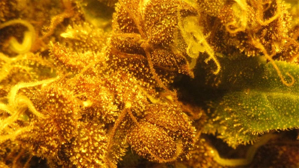 Photos of Frisian Duck Weed Strain Buds | Leafly