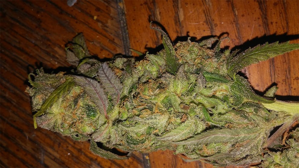 Photos of Fruity Chronic Juice Weed Strain Buds | Leafly