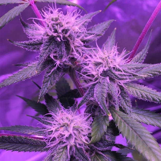 Photos of Full Moon Weed Strain Buds | Leafly