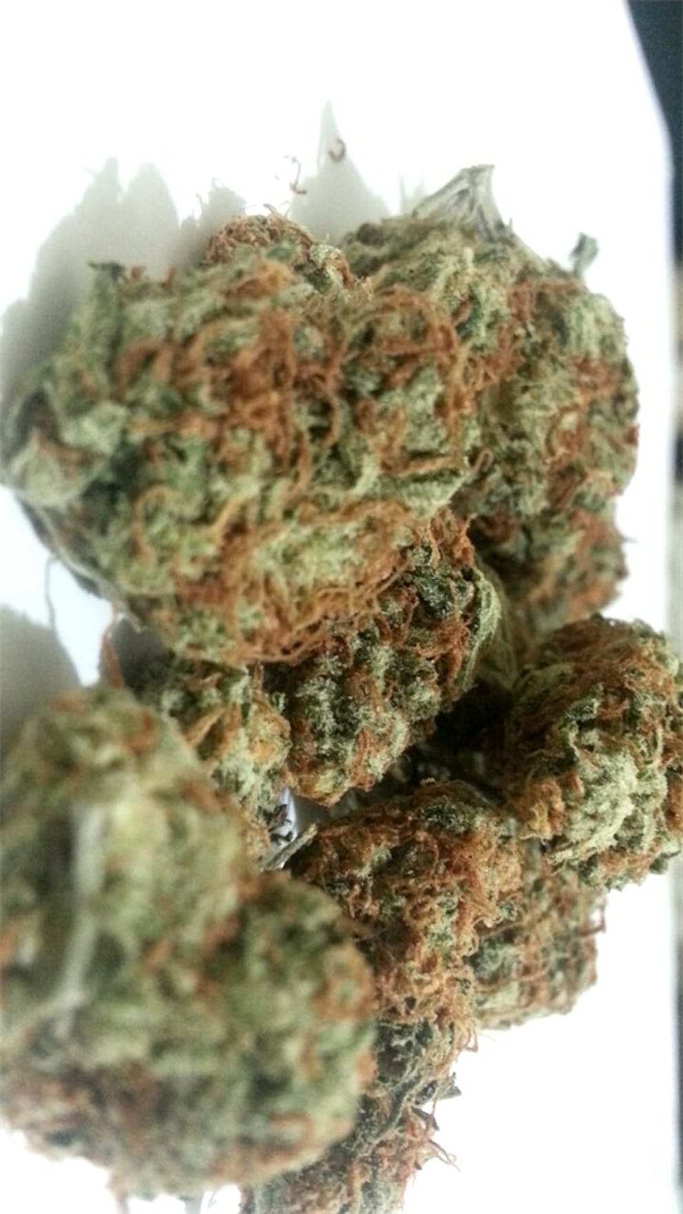 Photos of G13 Haze Weed Strain Buds | Leafly