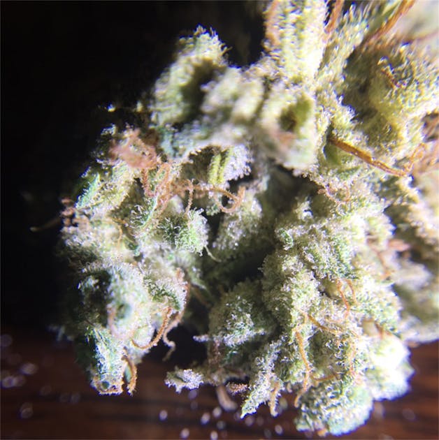 Photos of Galactic Jack Weed Strain Buds | Leafly