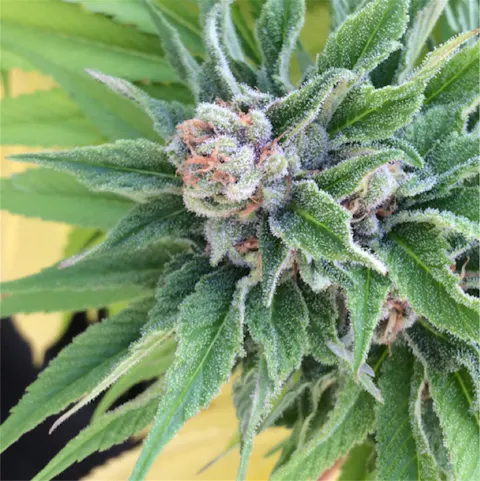 Game Changer aka Game Changer OG Weed Strain Information | Leafly