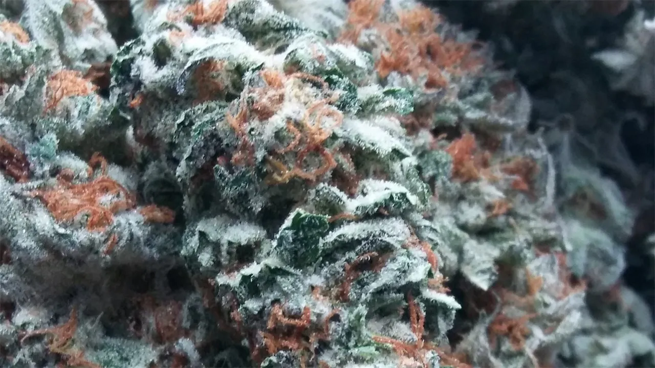 Photos of Gelato Weed Strain Buds | Leafly