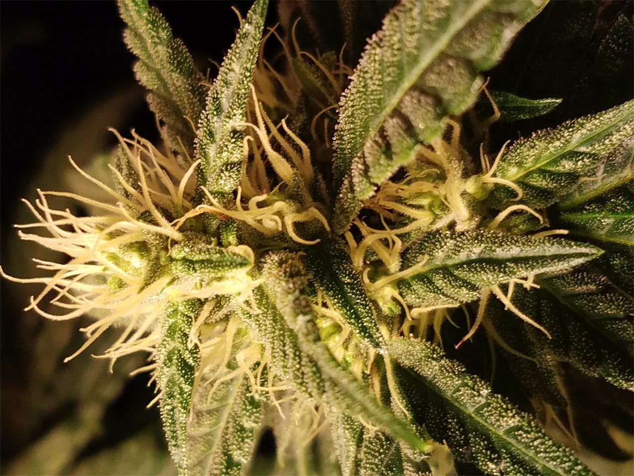 Photos of GSC Weed Strain Buds | Leafly