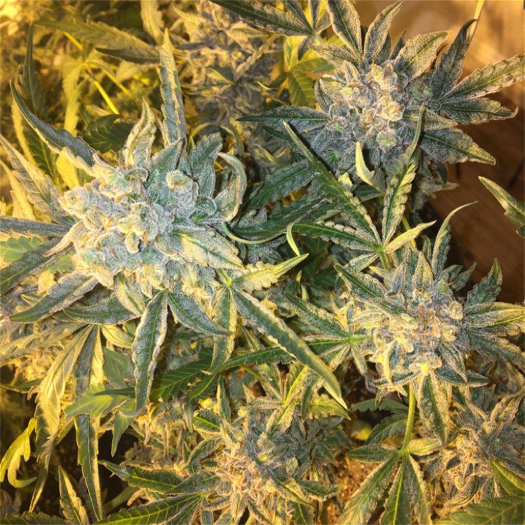 Photos of GSC Weed Strain Buds | Leafly