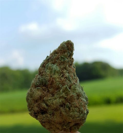 Glass Slipper Weed Strain Information | Leafly