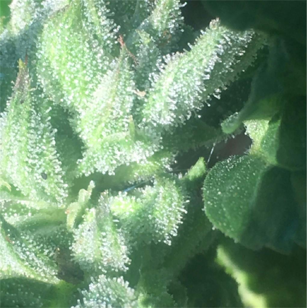 God Bud aka Purple God Bud Weed Strain Information | Leafly