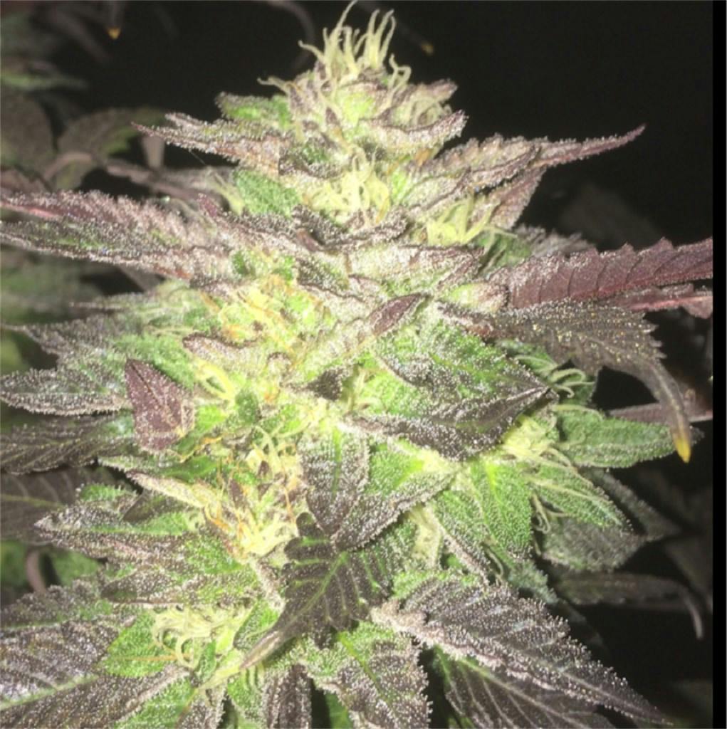 God's Bubba Marijuana Strain Information | Leafly