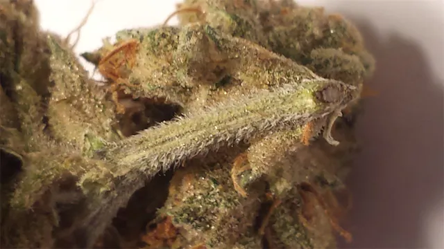 Photos of Godfather OG Weed Strain Buds | Leafly
