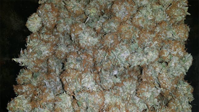 Photos of Godfather OG Weed Strain Buds | Leafly