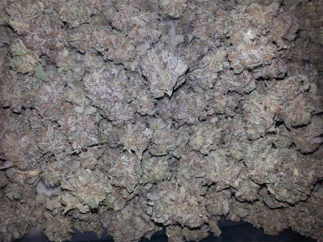 Photos of Godfather OG Weed Strain Buds | Leafly