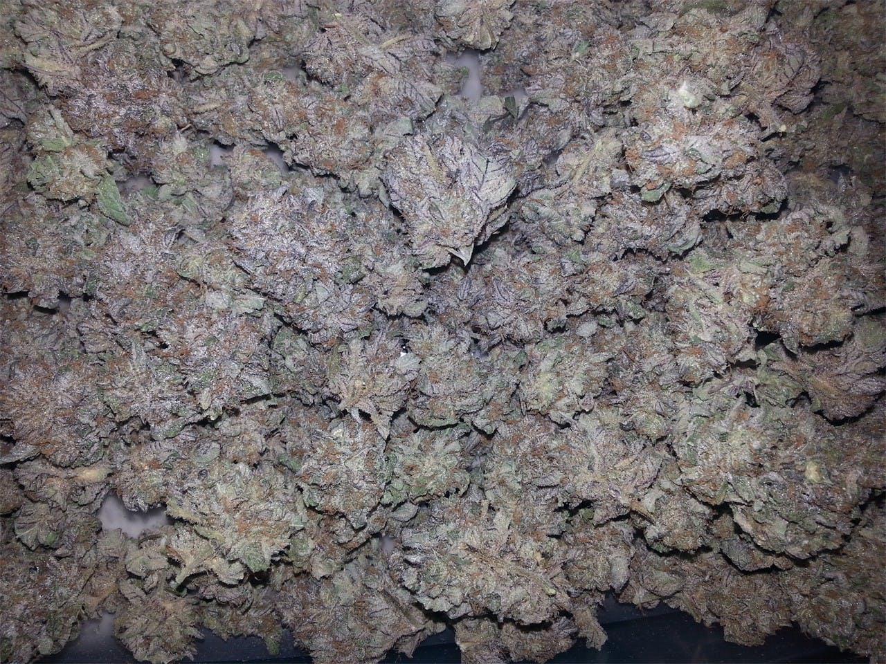 Photos of Godfather OG Weed Strain Buds | Leafly