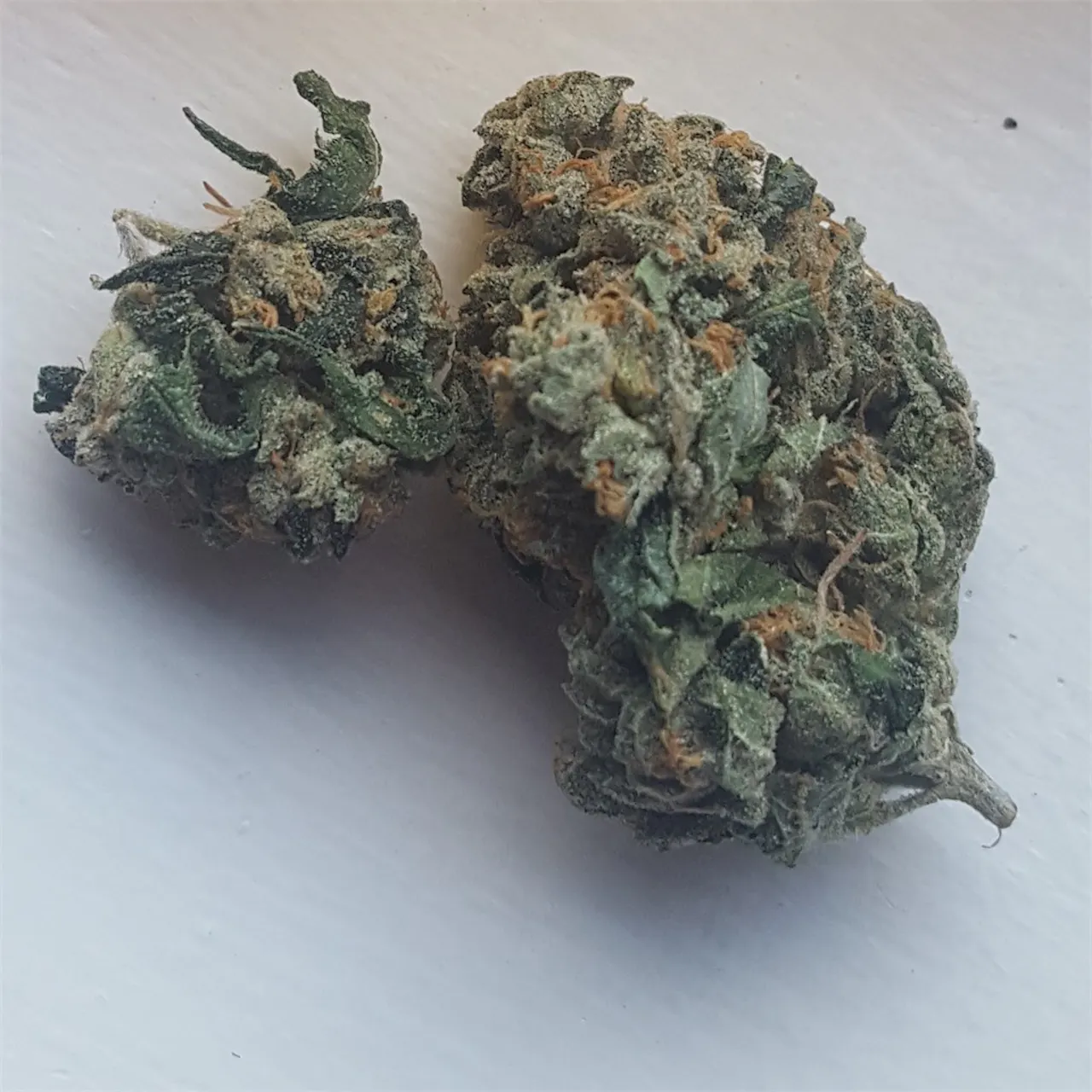 Photos of Godfather OG Weed Strain Buds | Leafly