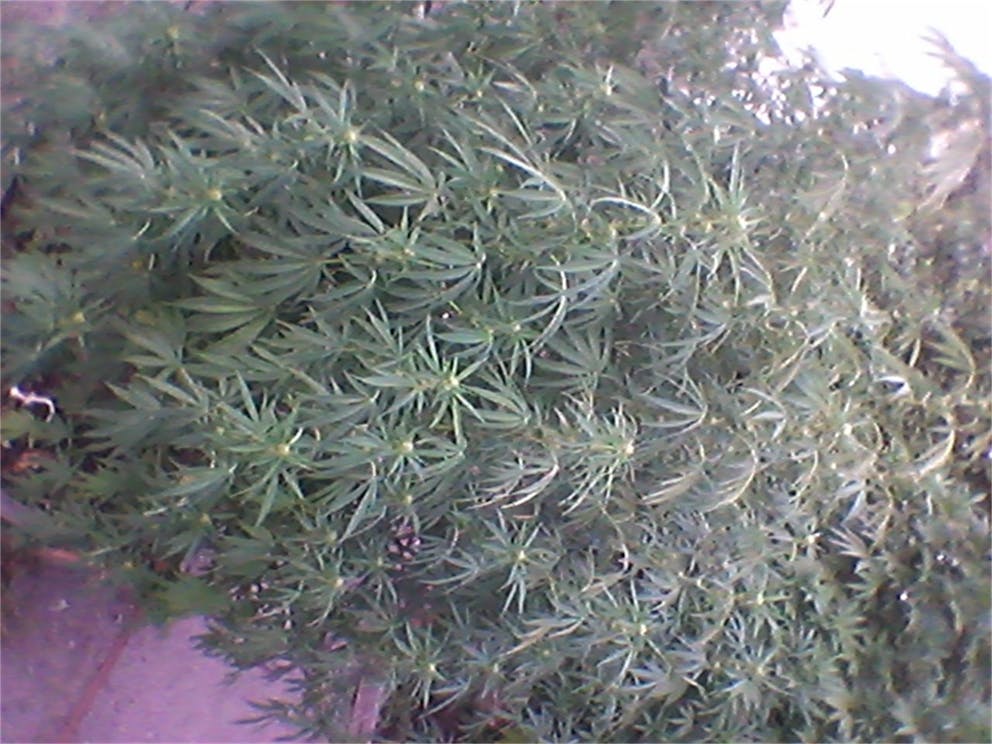 Photos of Godzilla Weed Strain Buds | Leafly