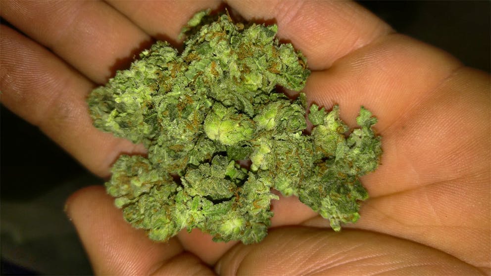 Photos of Golden Panda Weed Strain Buds | Leafly