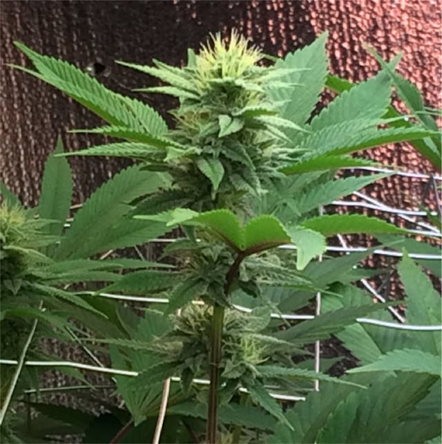 Photos of GG4 Weed Strain Buds | Leafly