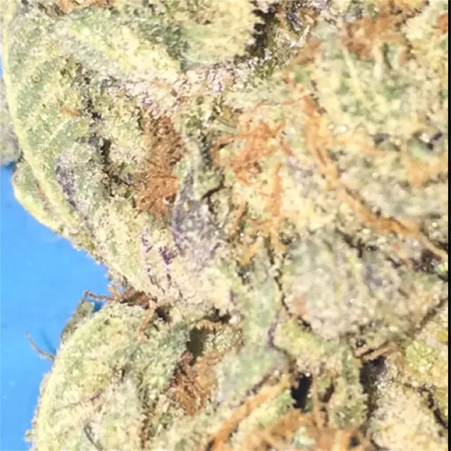 Photos of GG4 Weed Strain Buds | Leafly